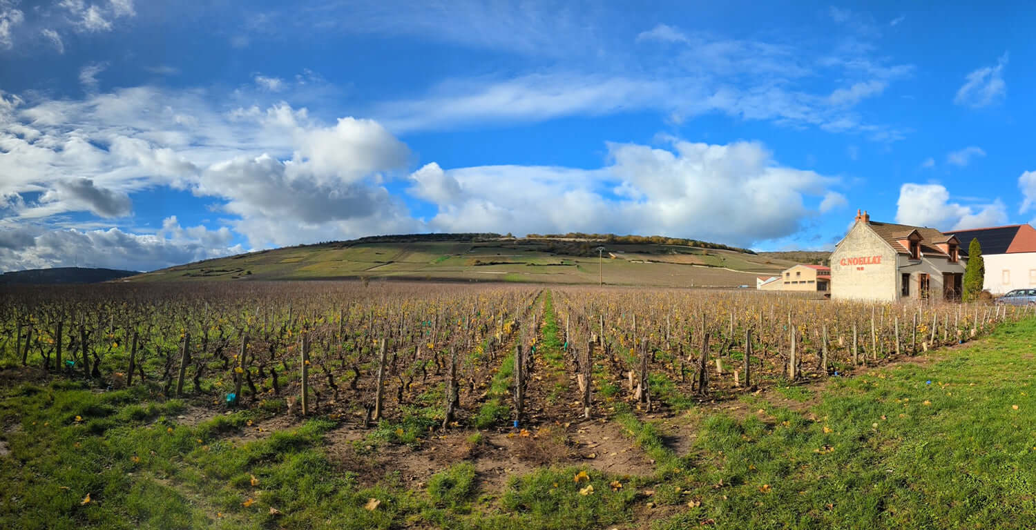 Burgundy 2022 En Primeur | Tanners Blog
