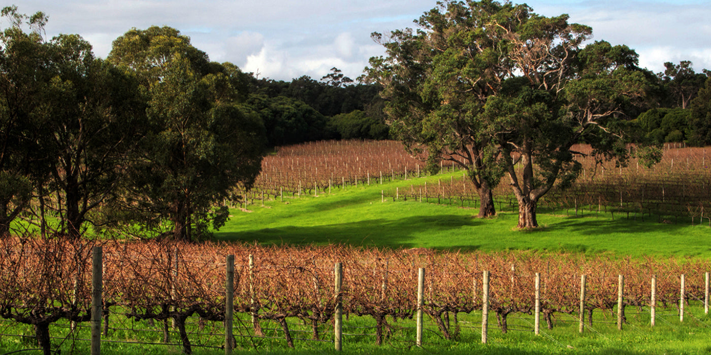 Buy Plan B! Free Range Wines Online | Tanners Wines Ltd