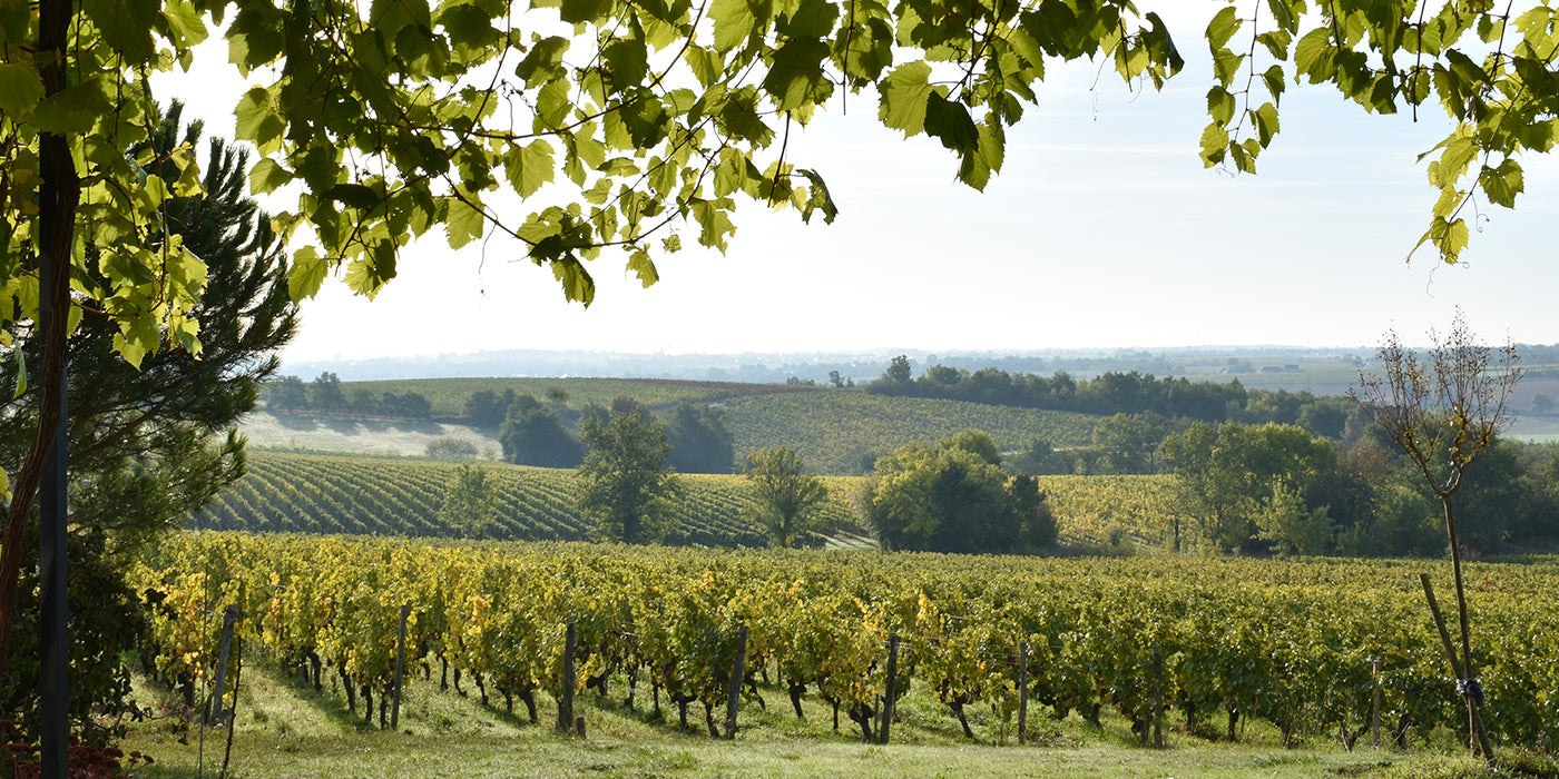 Buy French Wines Online | Tanners Wines Ltd