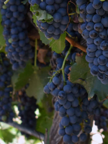 Buy Malbec Online | Tanners Wines Ltd
