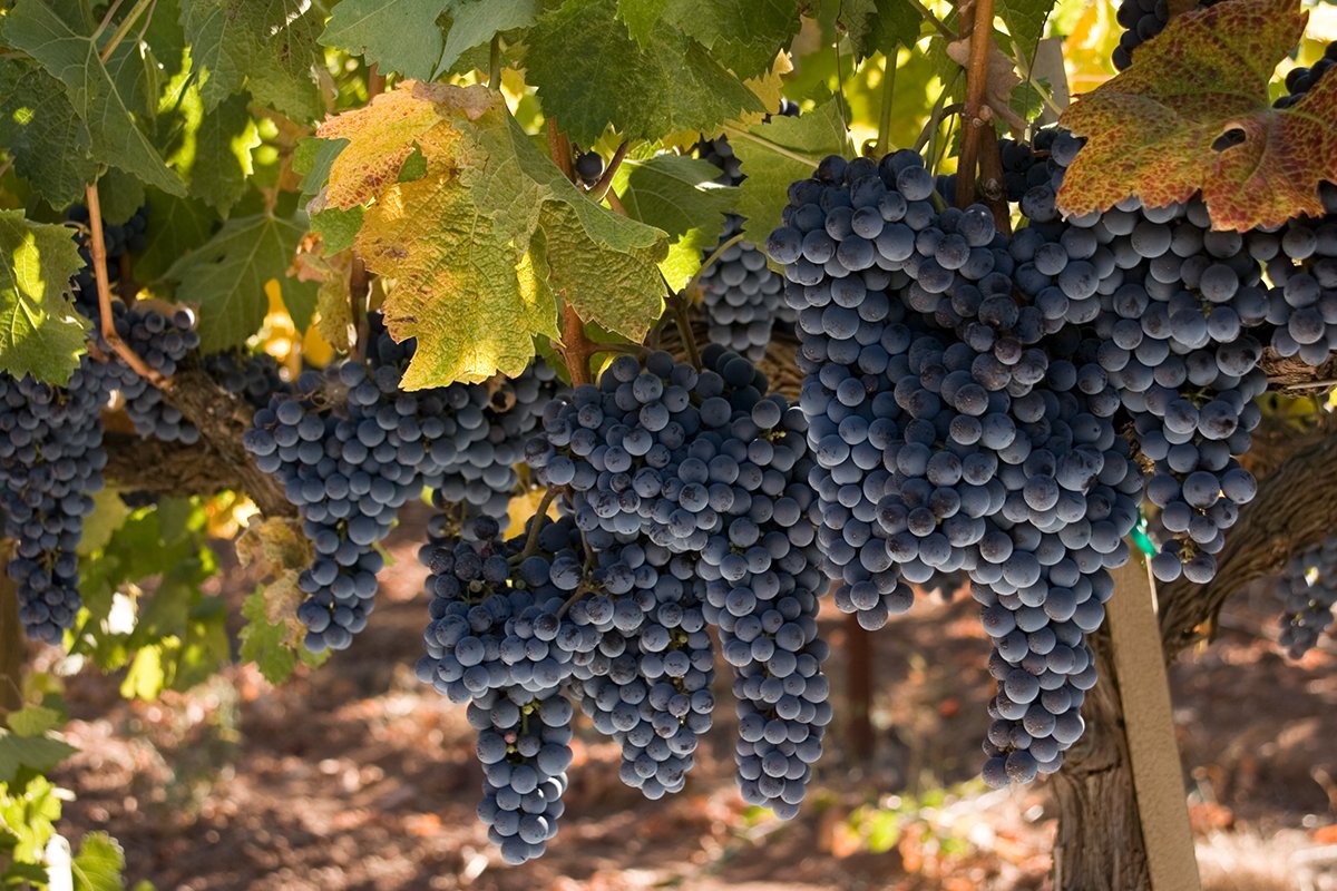 Buy Merlot Online | Tanners Wines Ltd