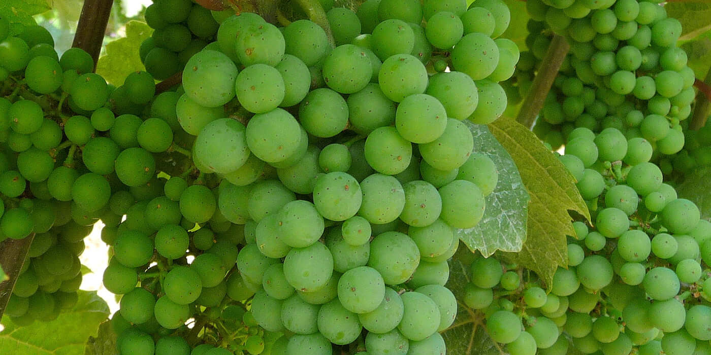 Buy Riesling Online | Tanners Wines Ltd