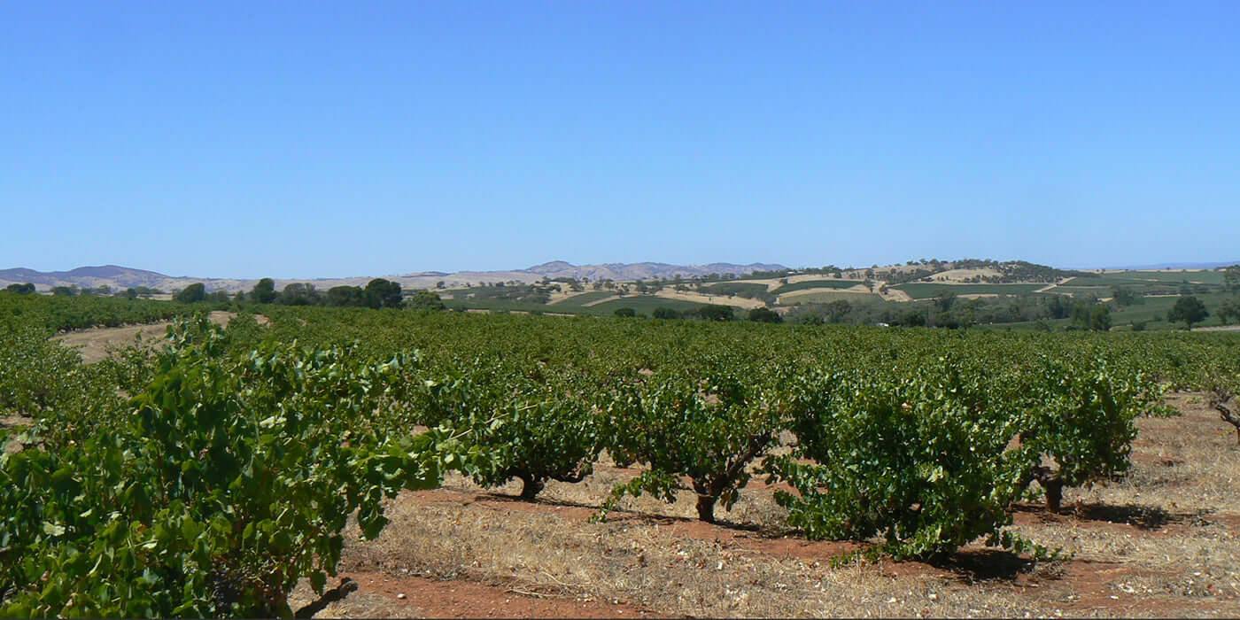 Buy Syrah/Shiraz Online | Tanners Wines Ltd