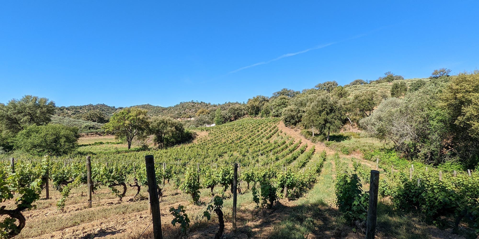 Pacto Palhete, Douro Tinto, Carvalho Martins 2023 | Tanners Wines Ltd
