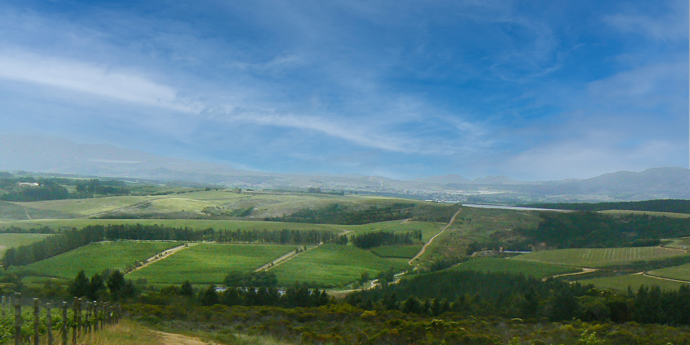 Paul Cluver Village Riesling, Elgin 2024 | Tanners Wines Ltd