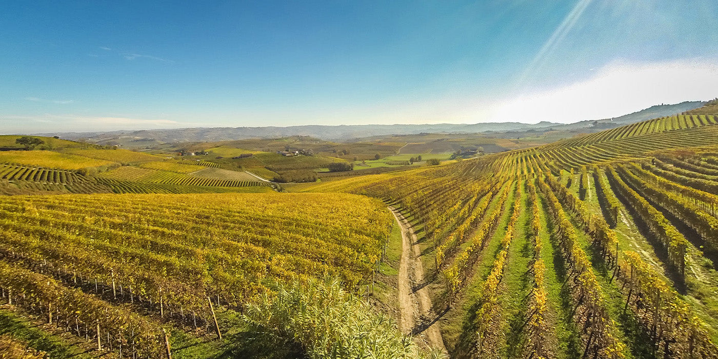 Italy En Primeur | Tanners Wines Ltd