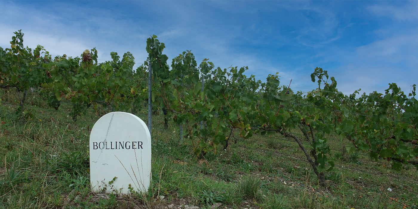 Bollinger La Grande Année, Brut Champagne 2015 Gift Box | Tanners Wines Ltd