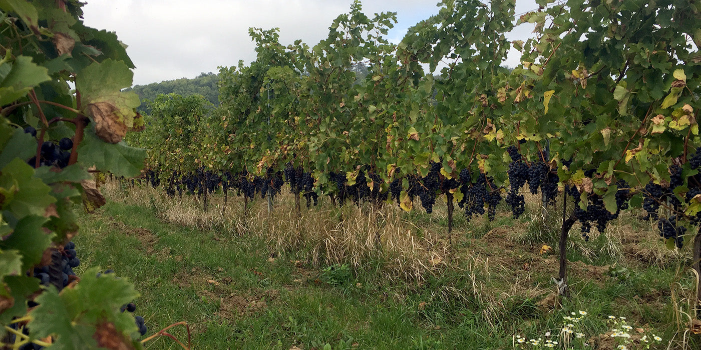 Estoras Pinot Noir, Burgenland, Esterházy 2022 | Tanners Wines Ltd