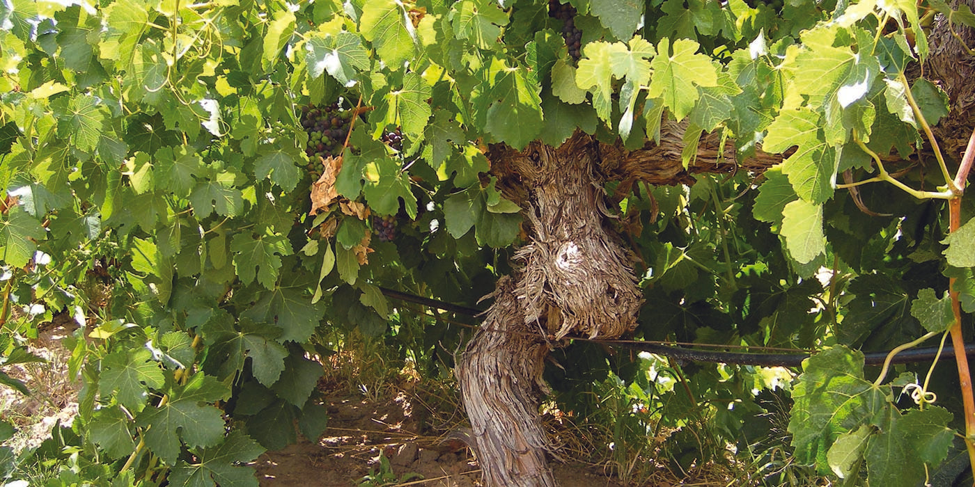 Barry & Sons Cabernet Sauvignon, Coonawarra, Jim Barry 2021 | Tanners ...